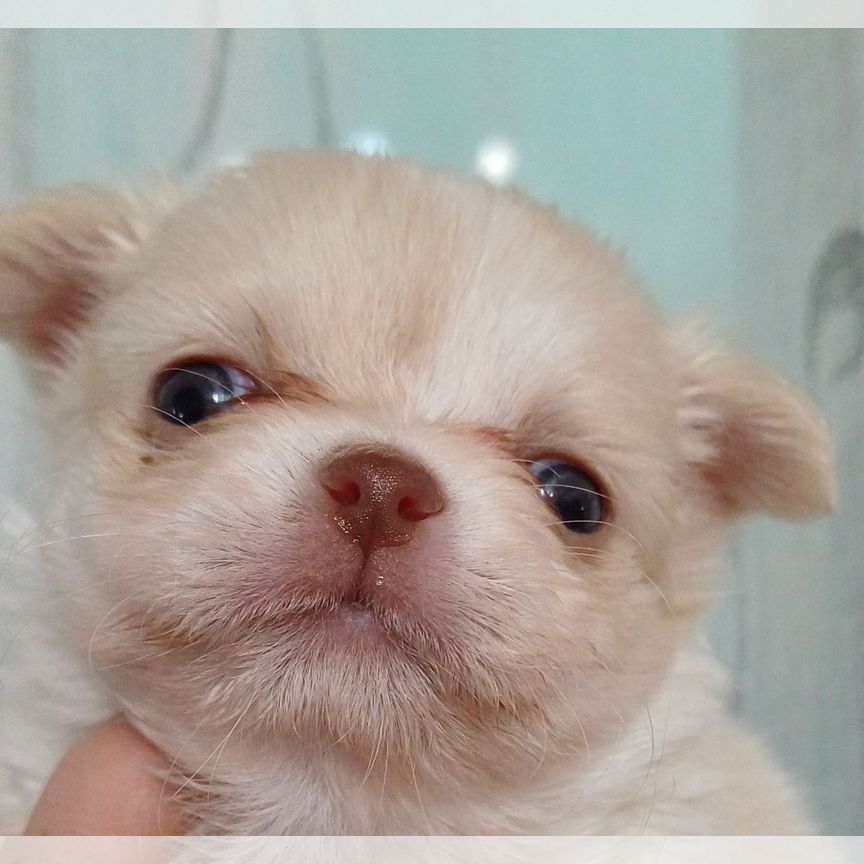 Чихуахуа длиношерстная девочка