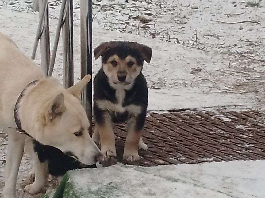 Собака в добрые руки отдам бесплатно