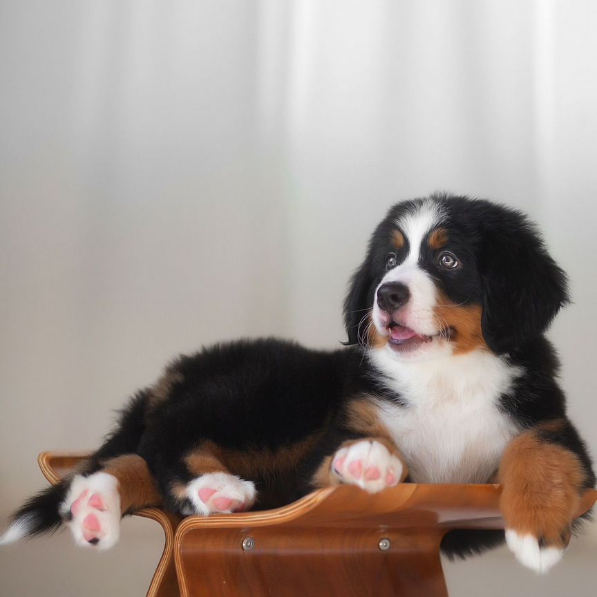 Бернский зенненхунд, щенок