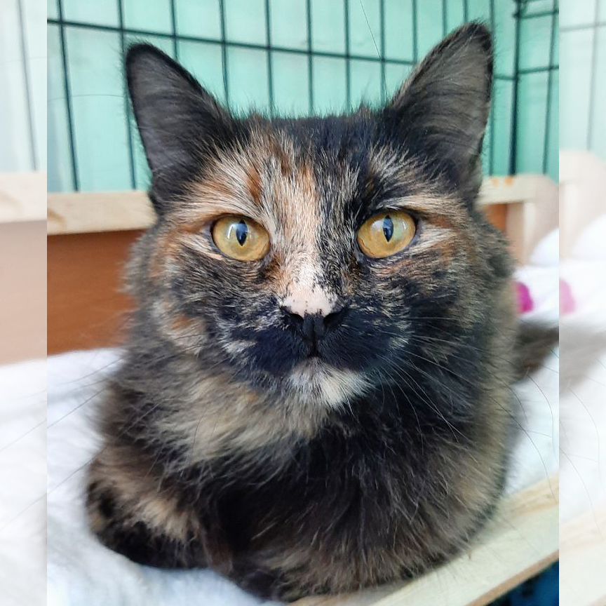 Кошка