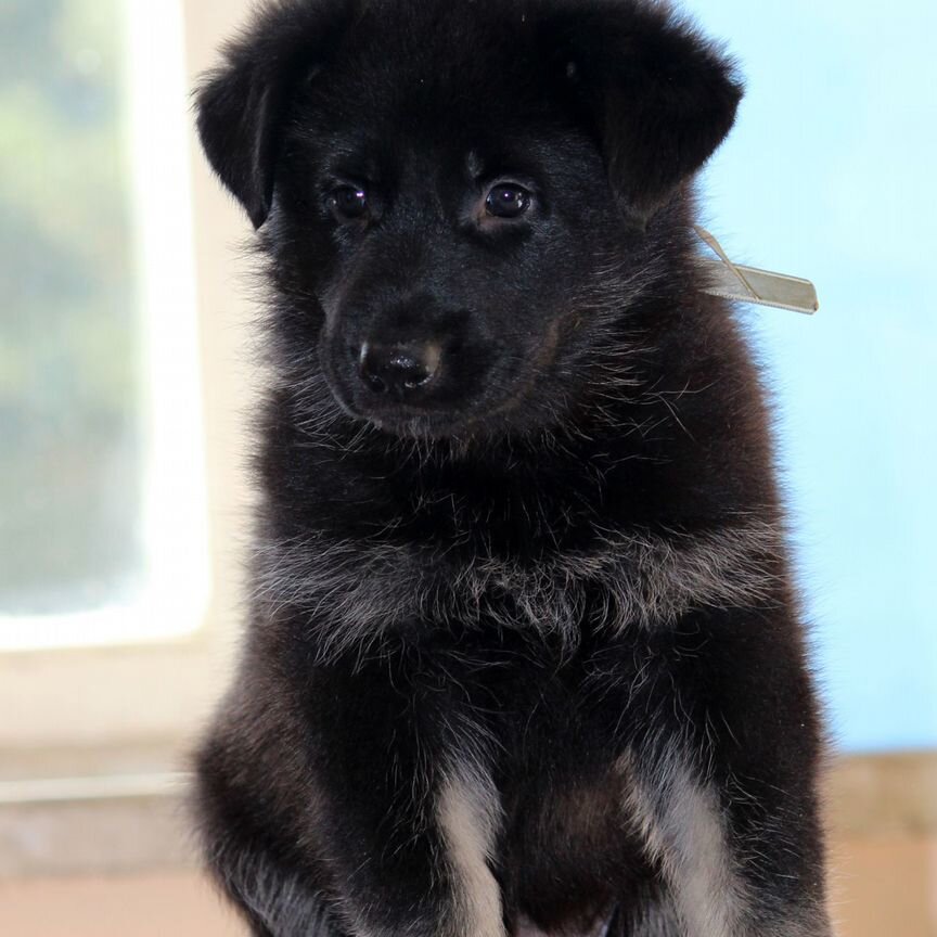 Щенки восточноевропейской овчарки