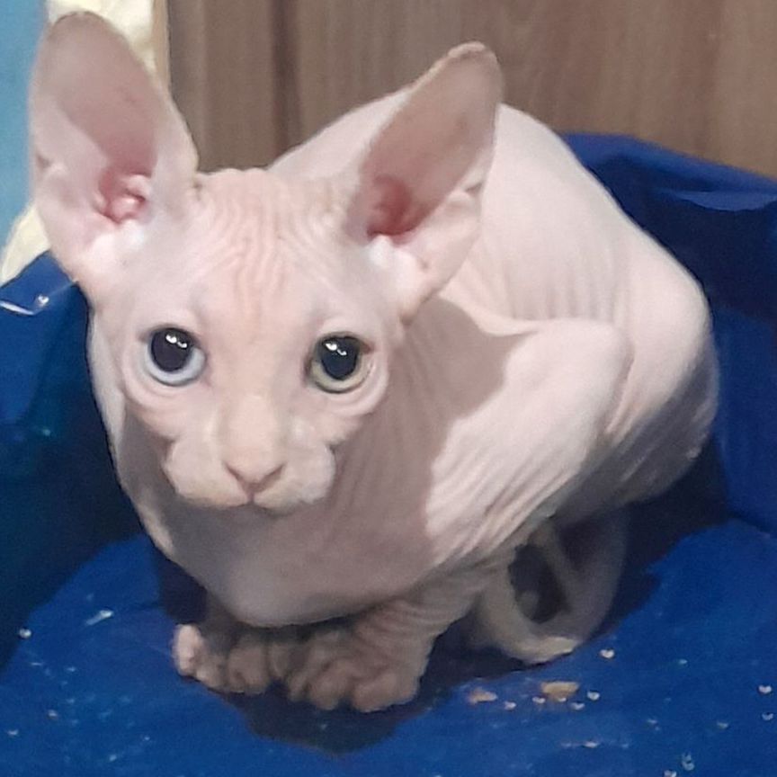 Канадский сфинкс котёнок