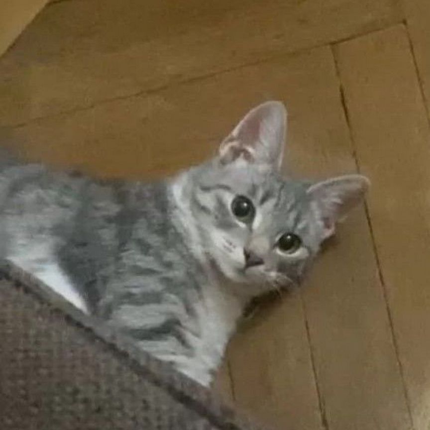 Котенок 6 месяцев