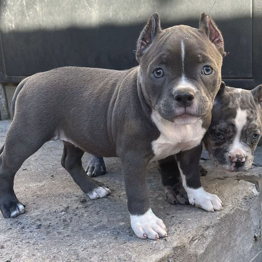 Американский булли девочка