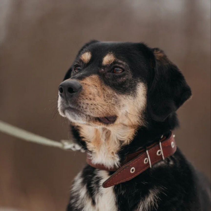 Собака в добрые руки мальчик