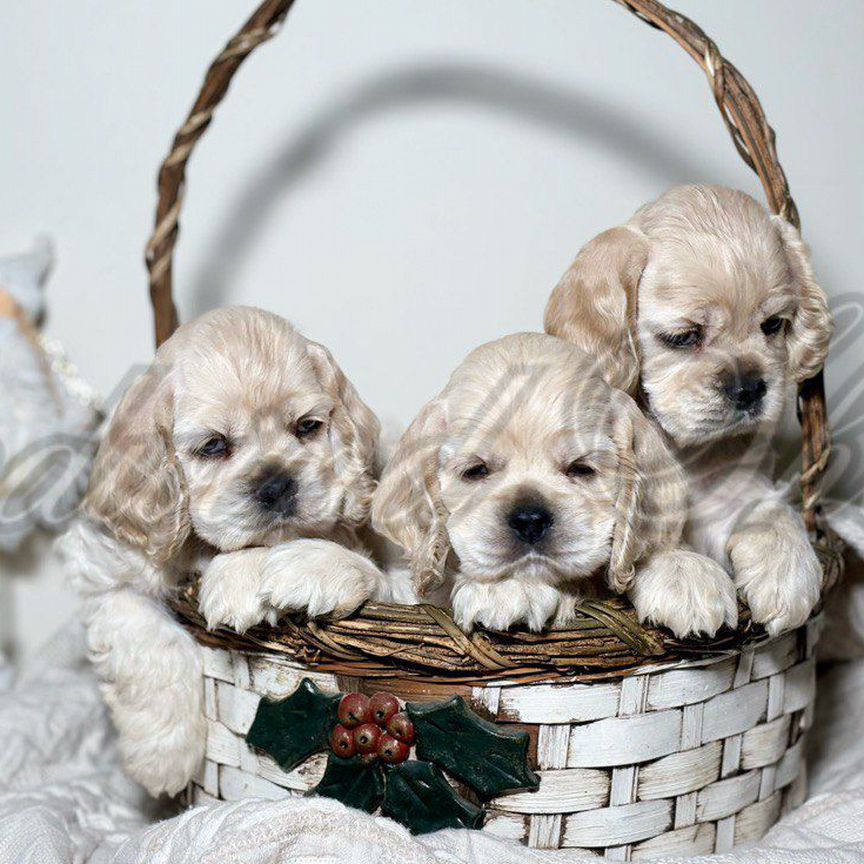 Американский кокер-спаниель, щенок