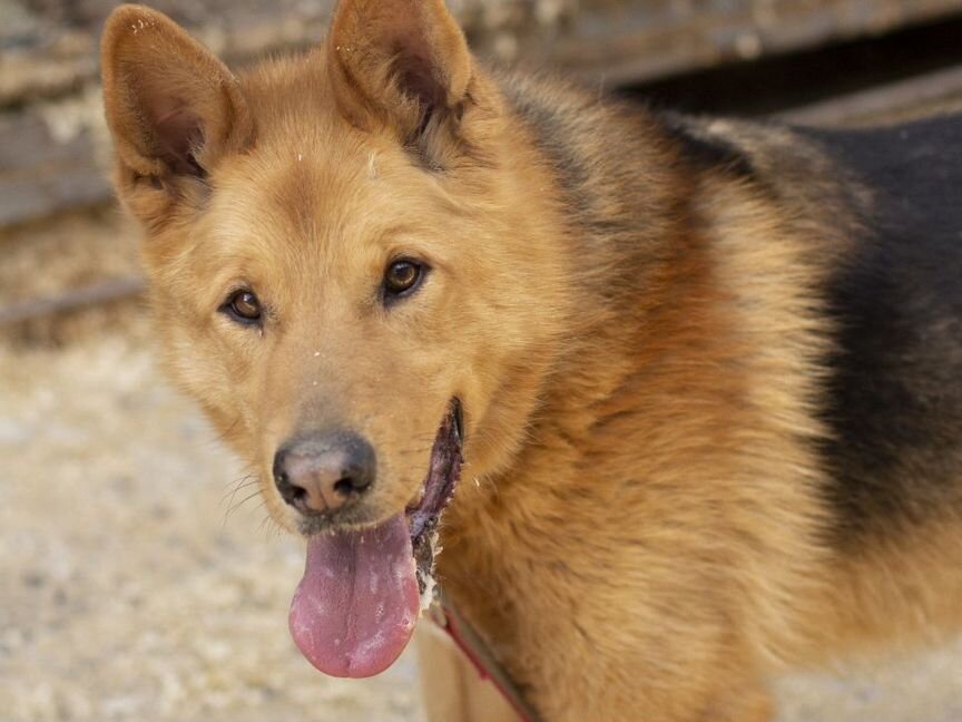 Собака в добрые руки отдам бесплатно из приюта