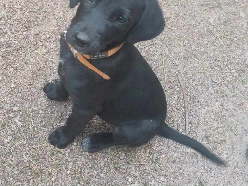 Щенки метисы