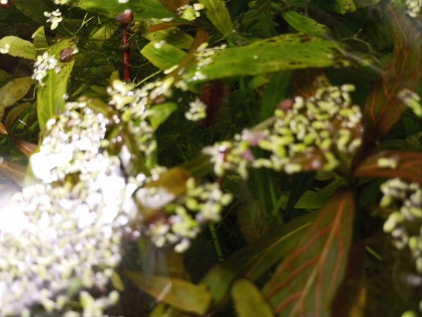 Улитки катушки тигровые