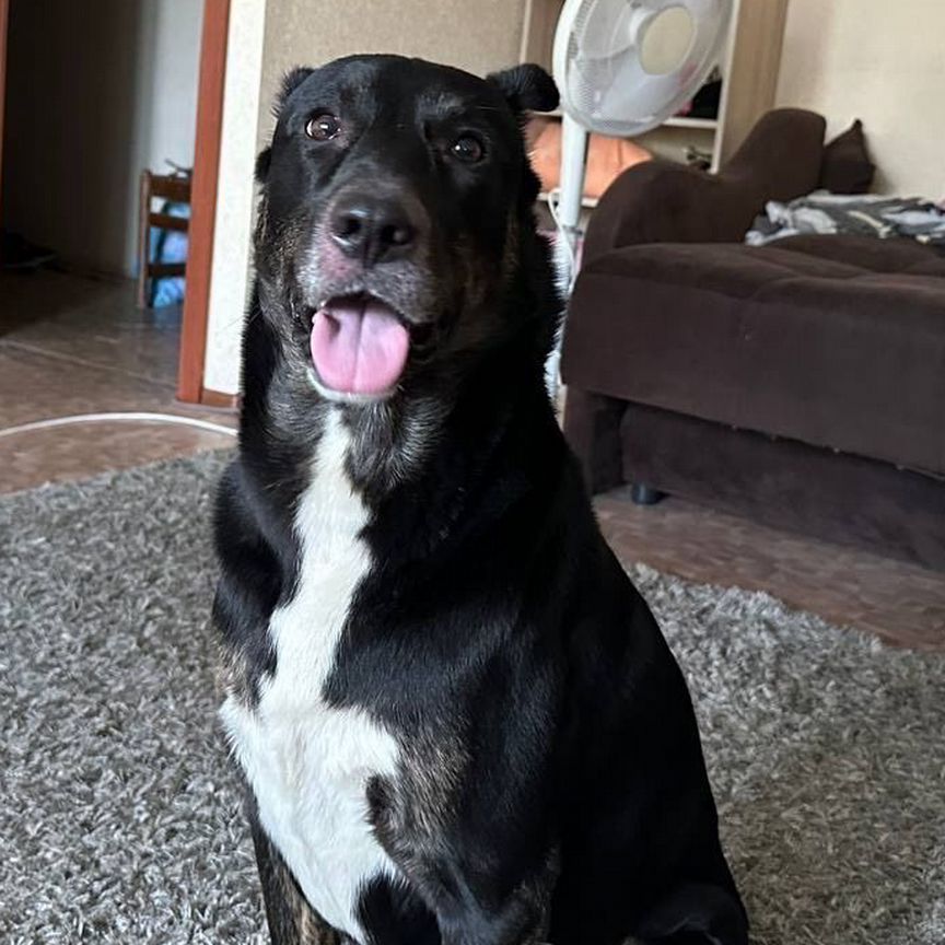 Взрослый пёс в добрые руки