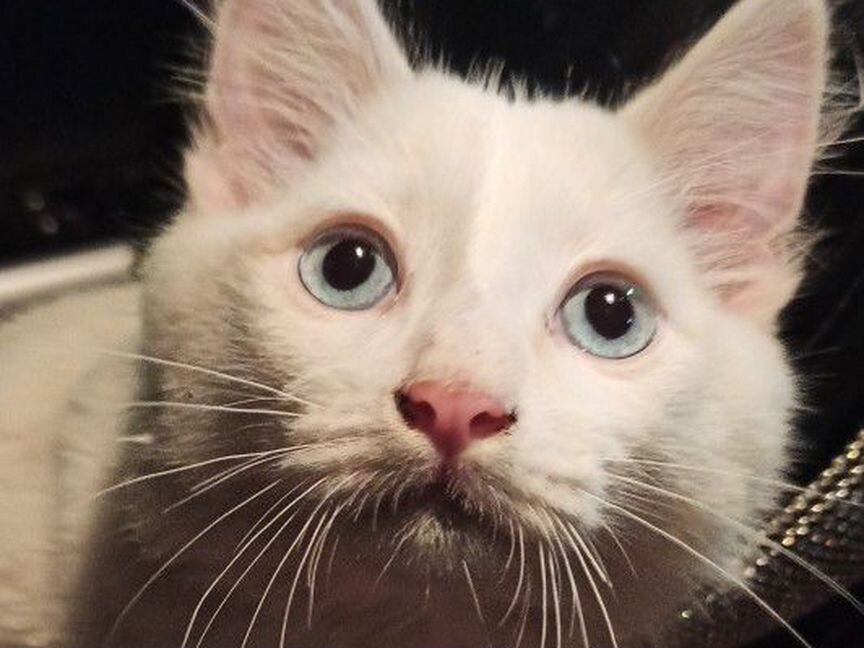 Котёнок Джек