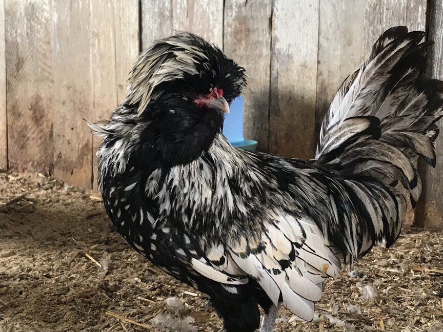 Петух породы Падуан