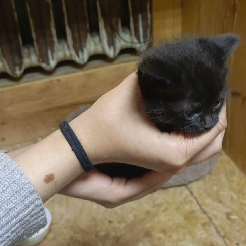 Котята отдам бесплатно