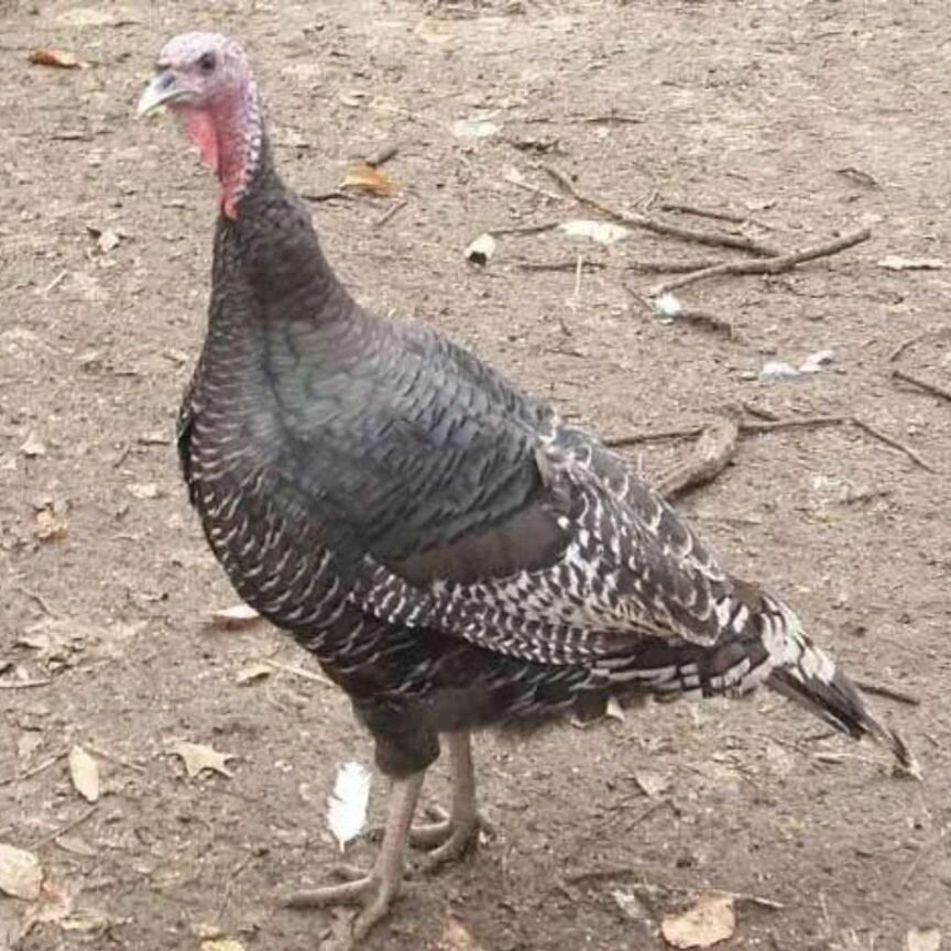 Индюшки северокавказские