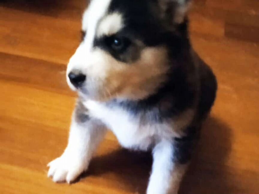 Сибирский хаски малыши