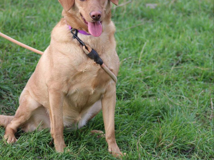 Собака Буся в добрые руки