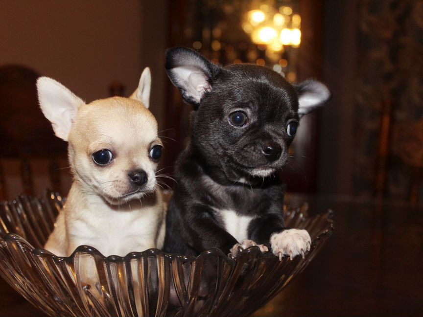 Чихуахуа мини