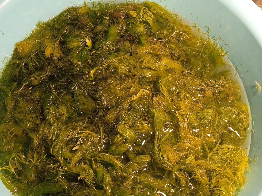 Роголистник в аквариум