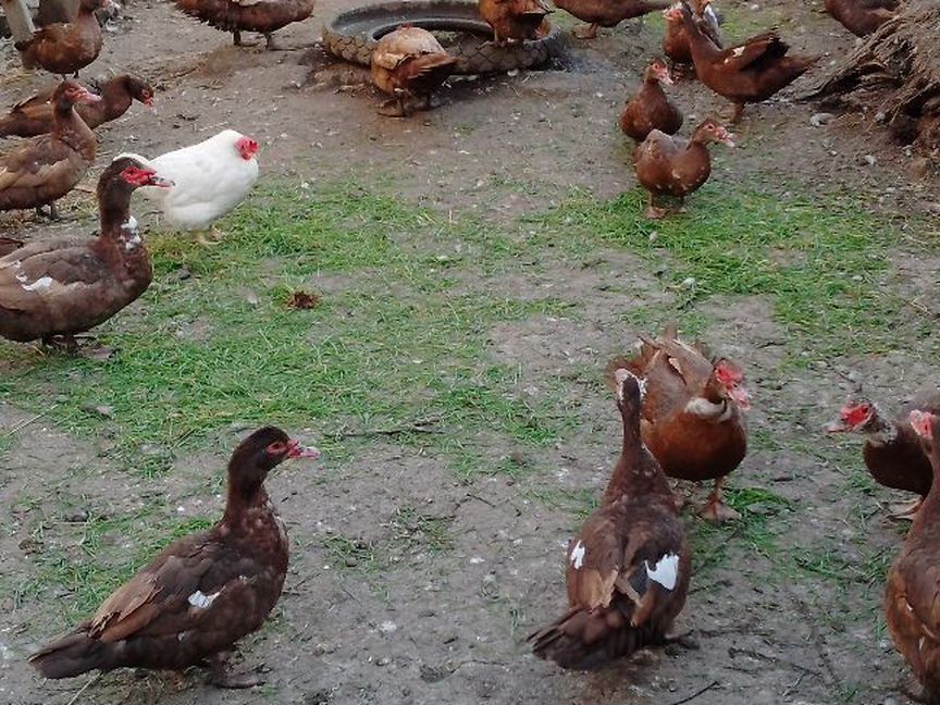 Продам индоуки