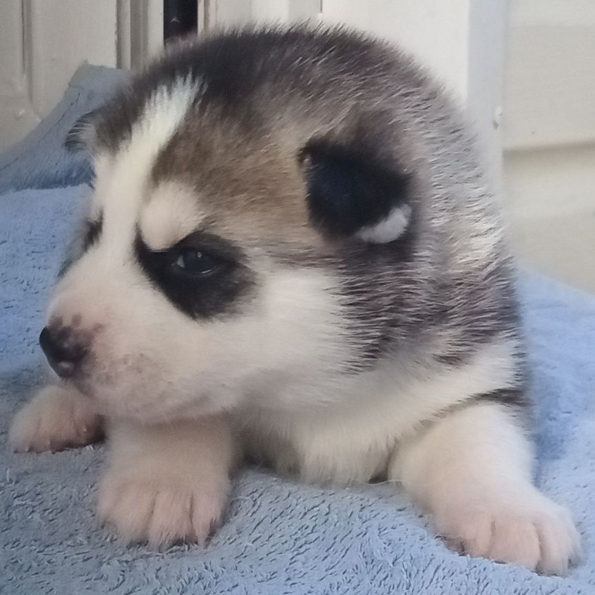 Сибирский хаски