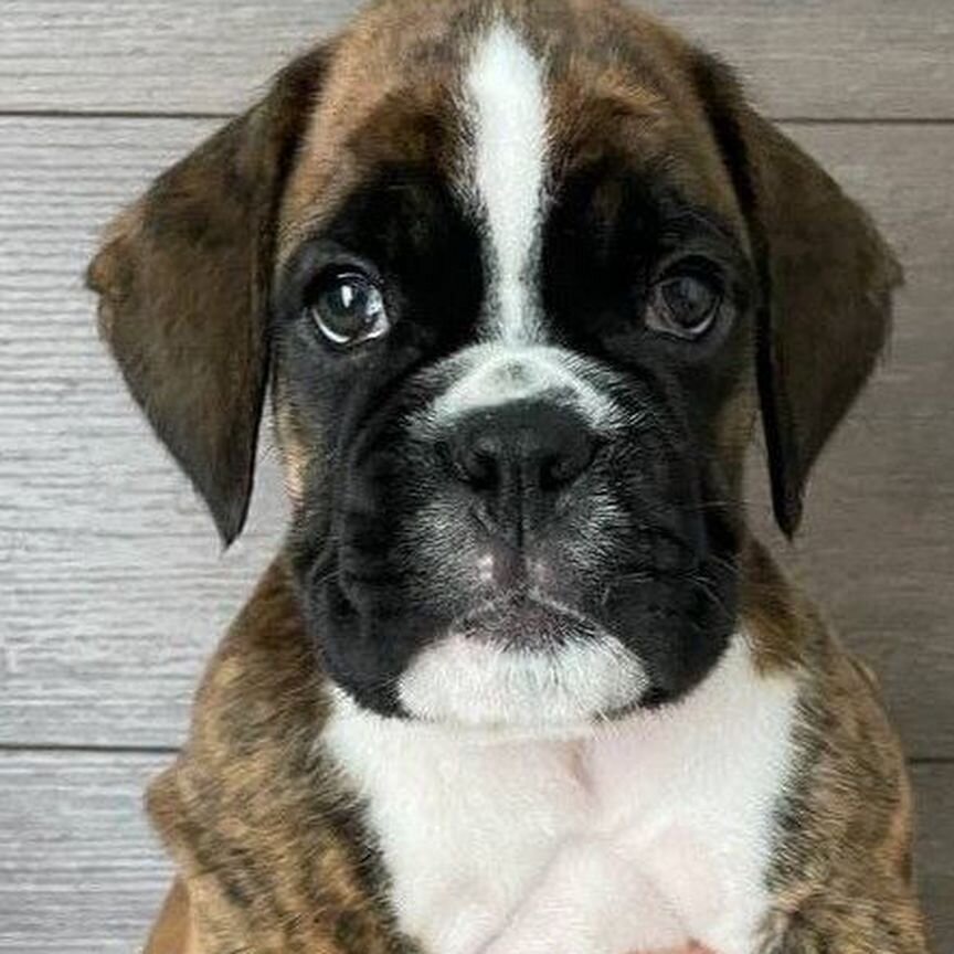 Боксер-это навсегда