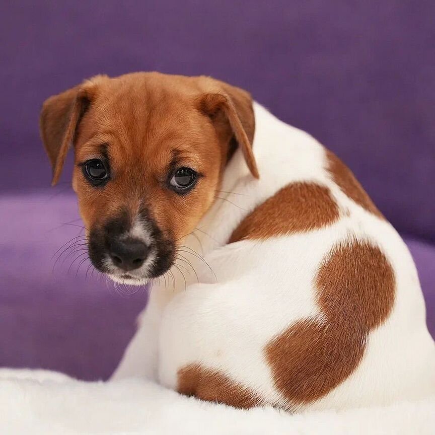 Щенки джек Рассел терьер