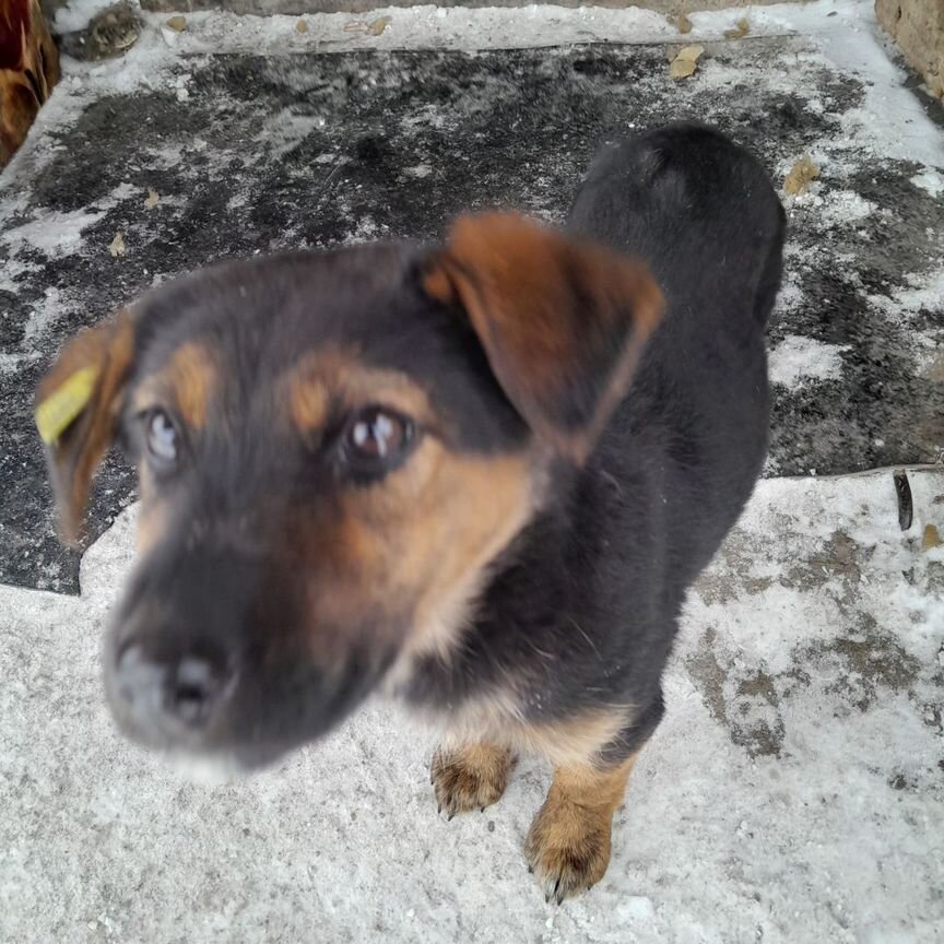 Щенок в добрые руки