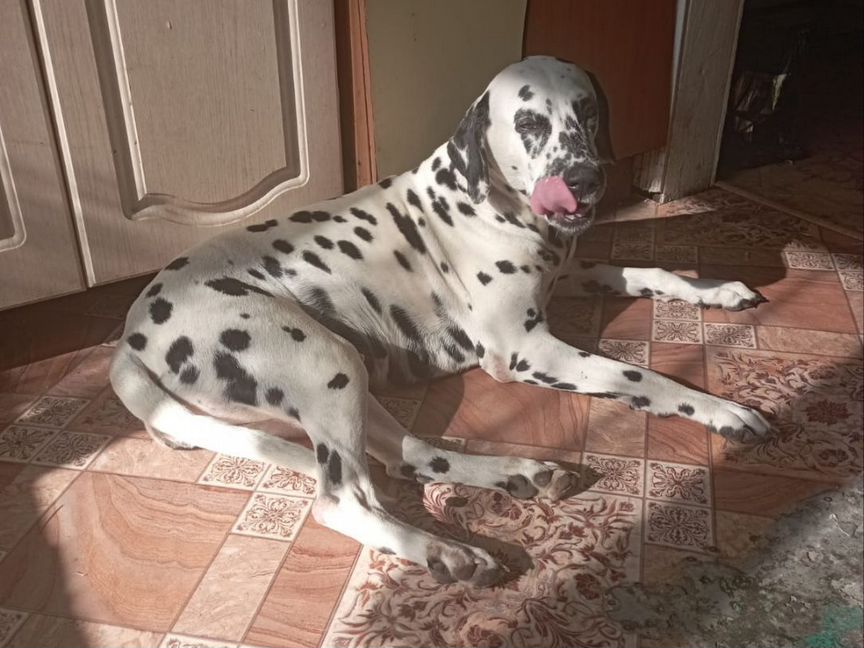 Далматинец