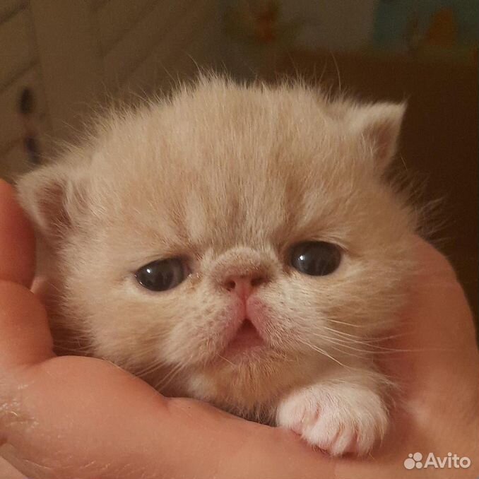 Экзотическая мимимишка