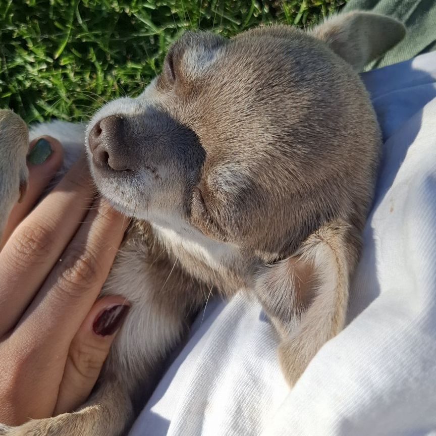 Чихуахуа, взрослая собака