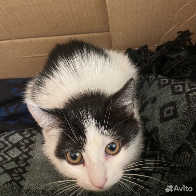 Котенок Коровкин ищет дом