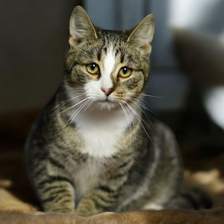 Котенок ищет семью