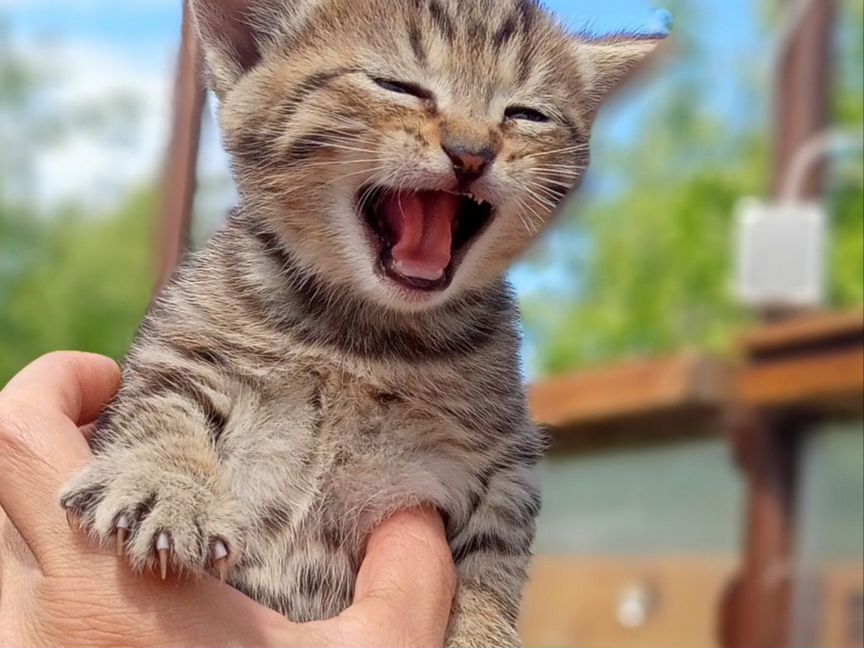 Котенок, возраст 2 месяца, мальчик
