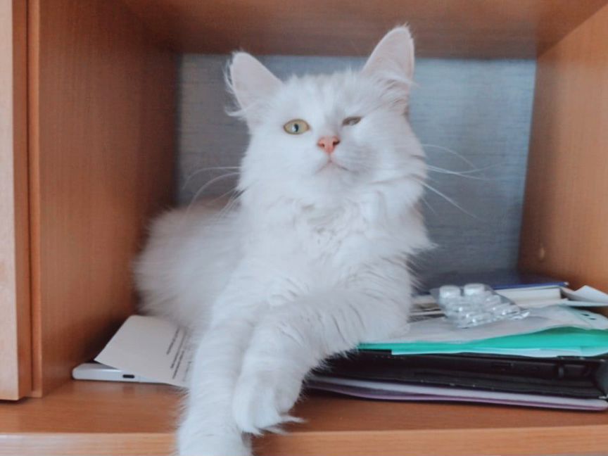 Отдам кошку