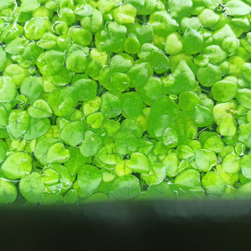 Лимнобиум плавающее растение на поверхности