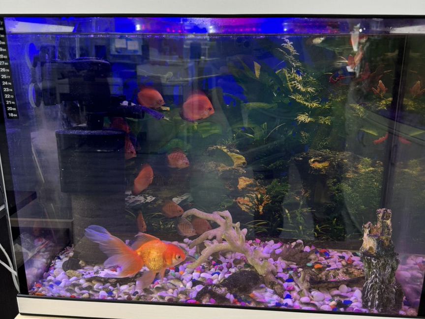 Аквариум