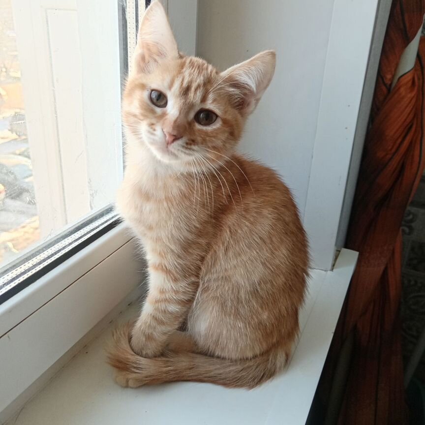 Рыжий котик (3 мес.)