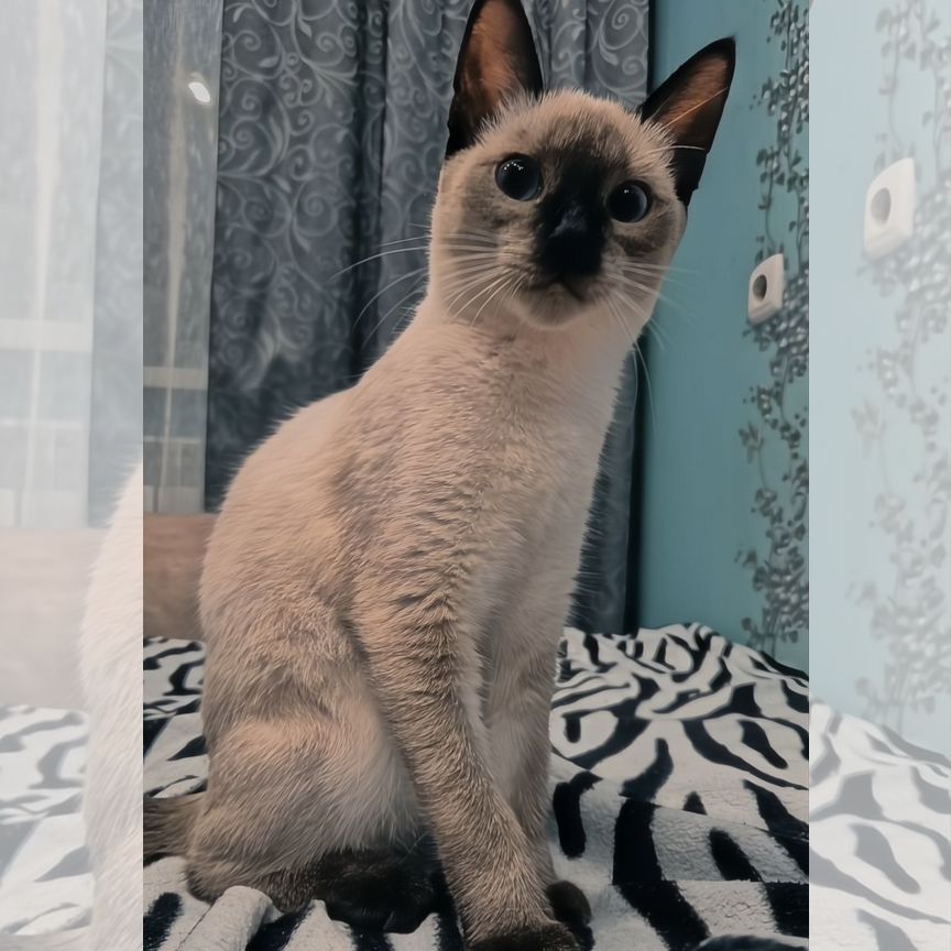 Сиамская, взрослая кошка