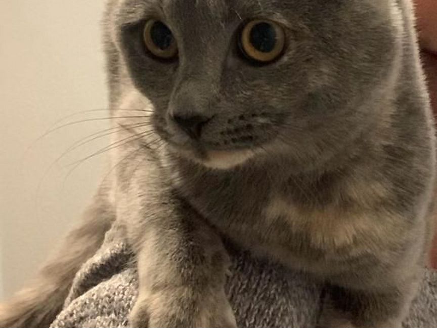 Домашняя кошка, 8 мес., метис, бесплатно