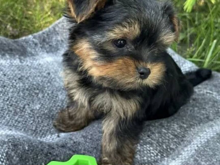 Лапочка Йоркширский терьер