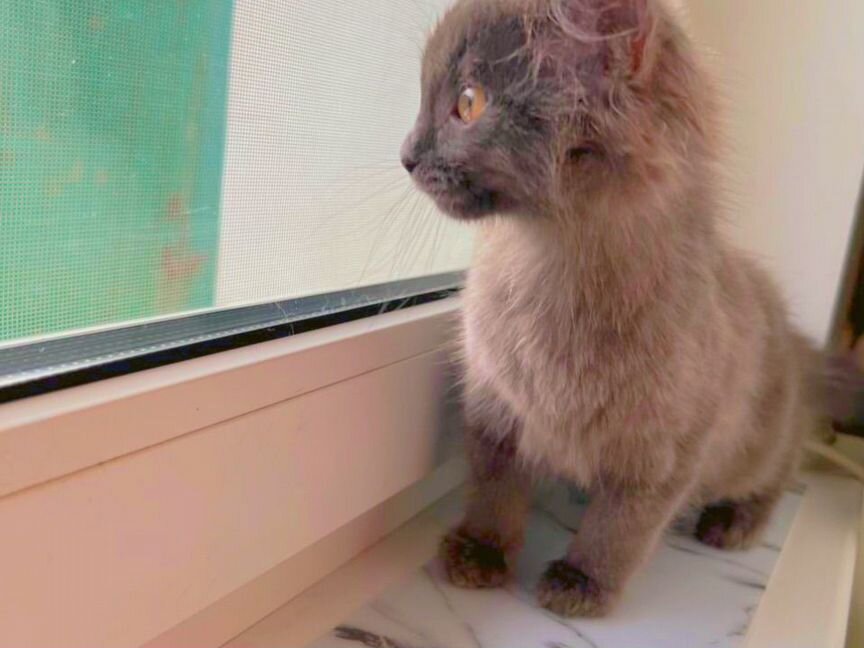 Котята Лапусечка в добрые руки бесплатно