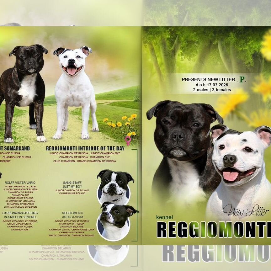 Стаффордширский бультерьер, щенок