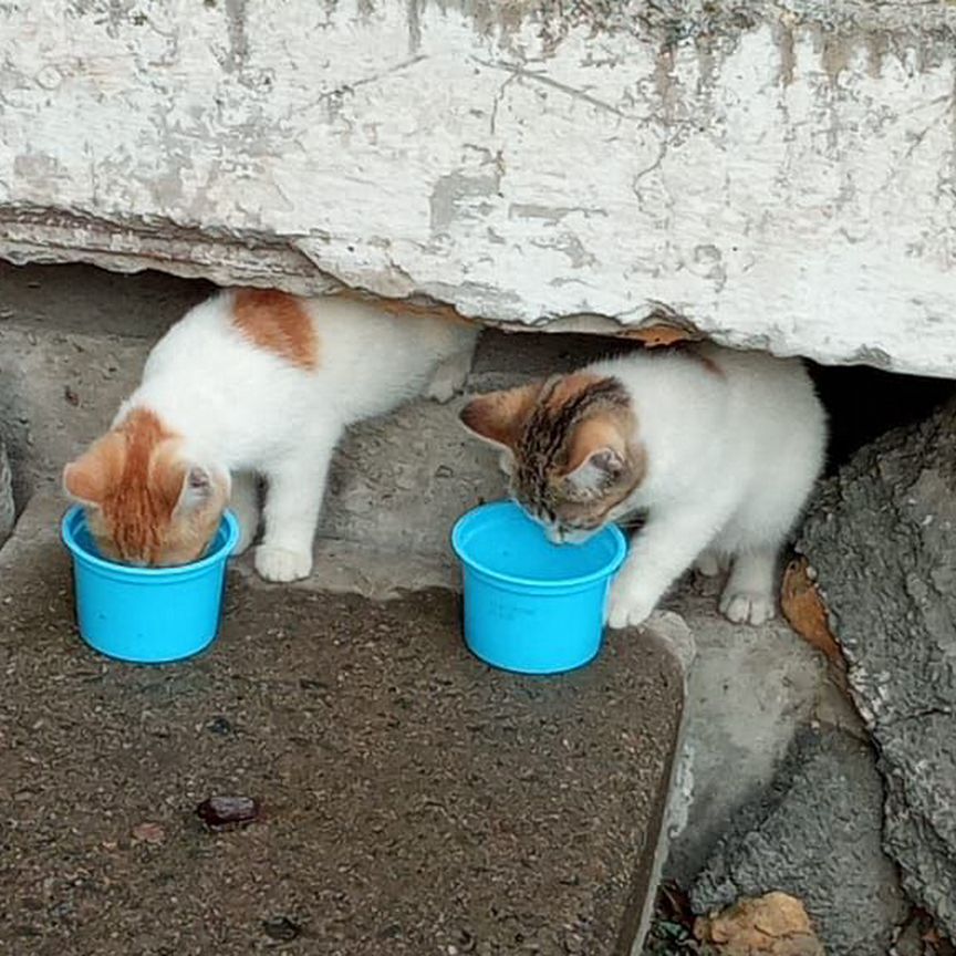 Котята в добрые руки