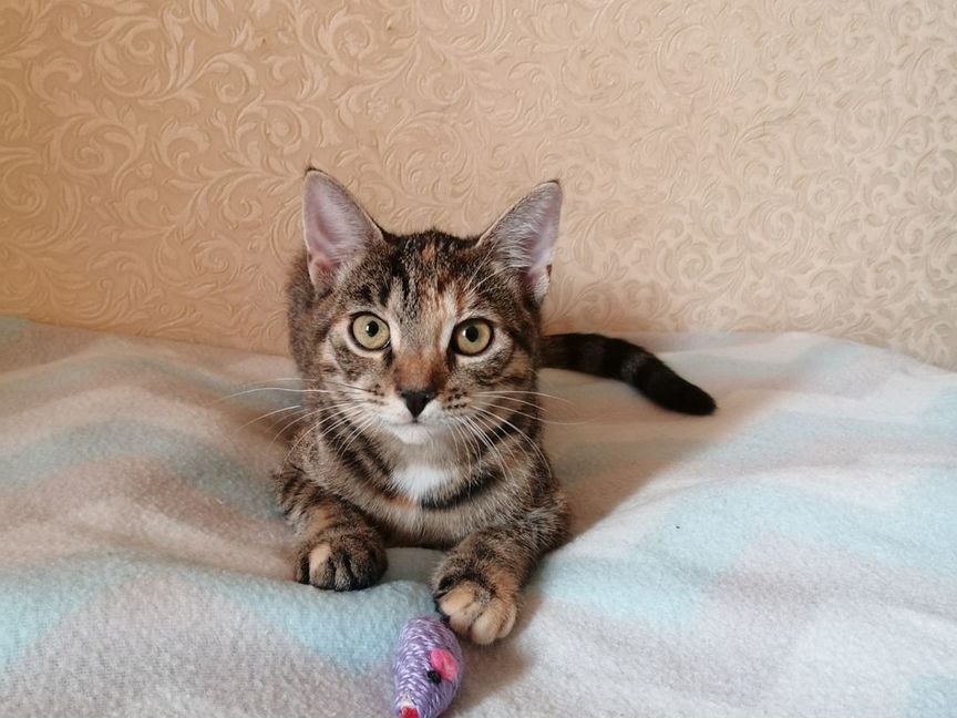 Котенок 4,5 мес в поисках дома