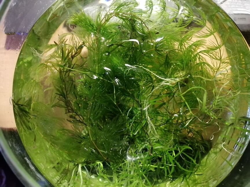 Аквариумные растения