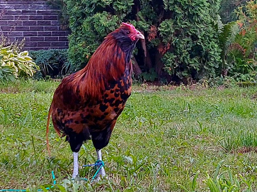 Петух Эйленбарт