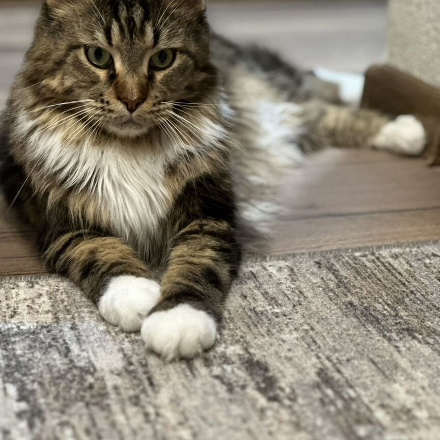 Отдам кота в добрые руки