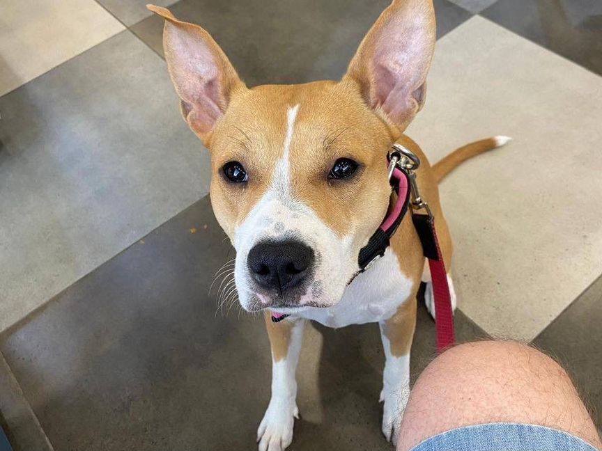 Американский стаффордширский терьер в добрые руки