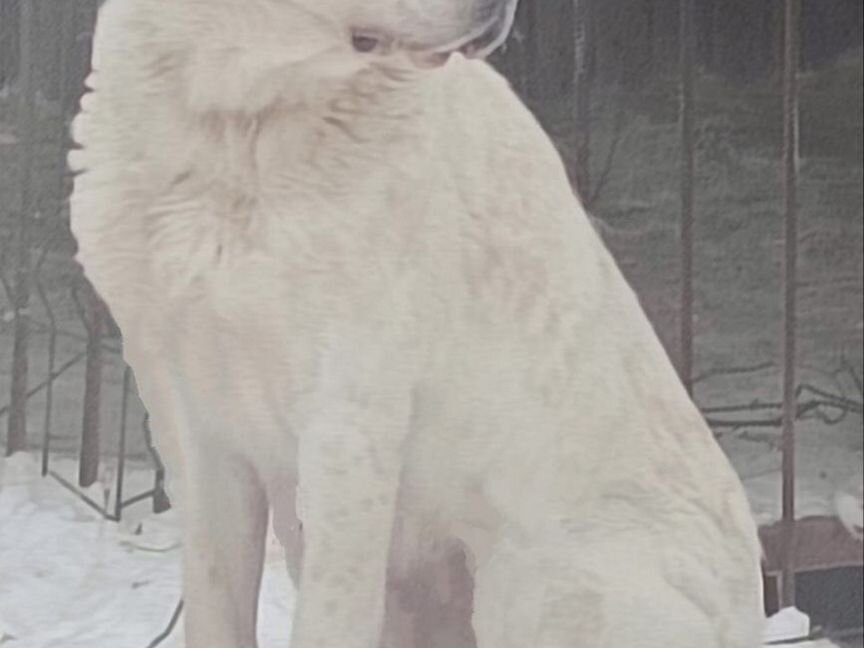 Среднеазиатская овчарка (алабай)