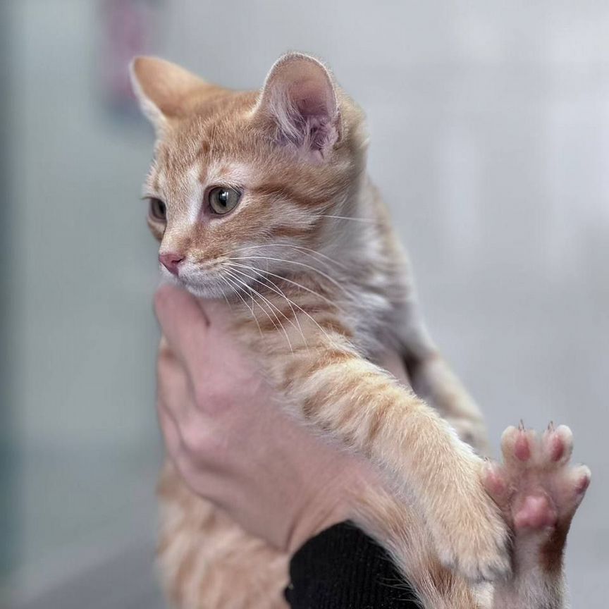 Котенок в добрые руки